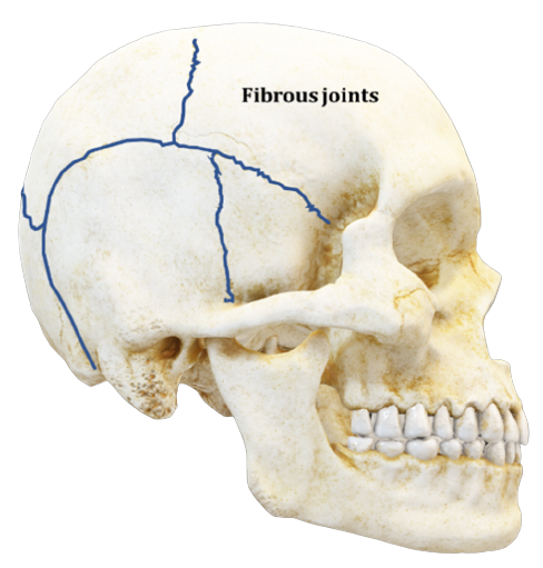 Understand Joints: Movement & Types (Fibrous, Cartilage, Synovial)